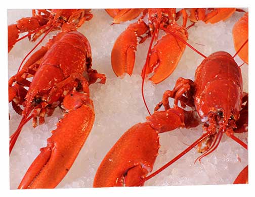 Prepare Cornish Lobster | How to cook with lobster | Cornish Food Box ...